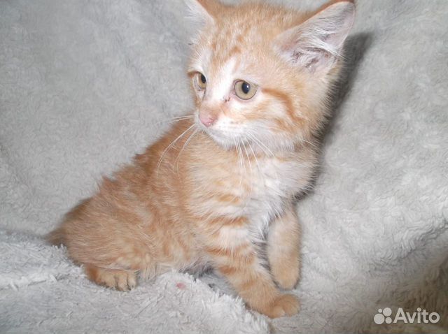 Отдам рыженького котенка