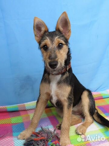 Щенок Терри