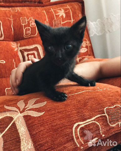 Малюсенькие красивые котята