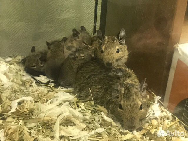 Дегу в добрые руки