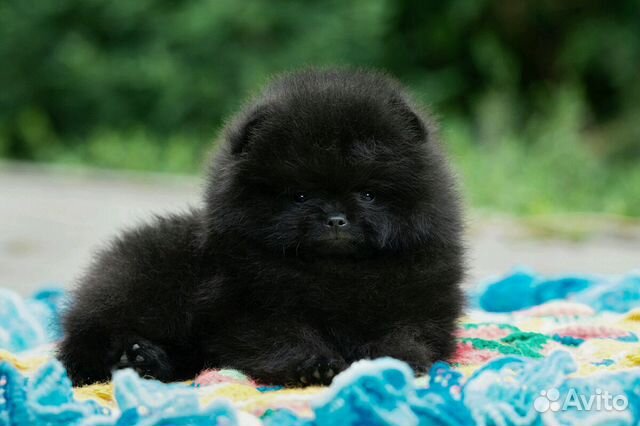 Черный принц Ал-виши Бумер