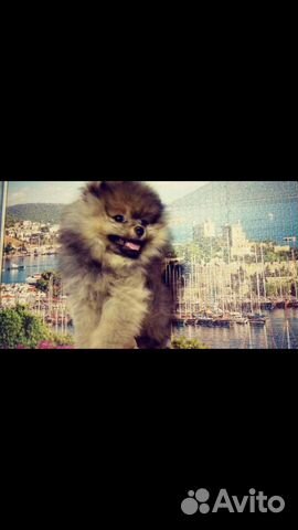 Шпиц померанский цверг (карликовый)