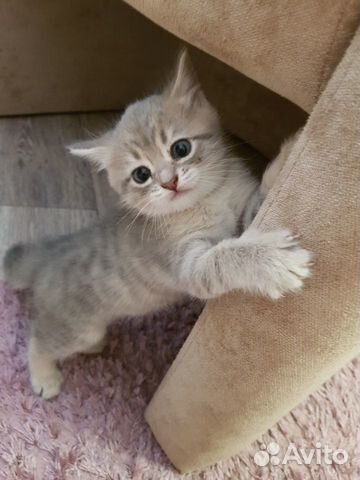Котенок от элитной кошки ищет любящих хозяев