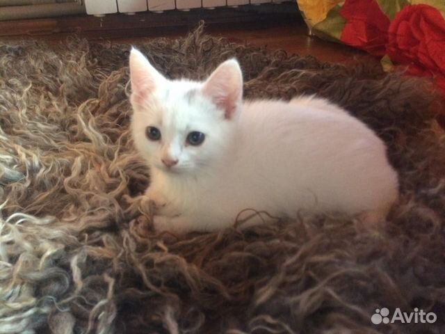 Ангорский мальчик