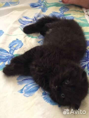 Мальчик от клубной мамы скотиш фолд 2 мес