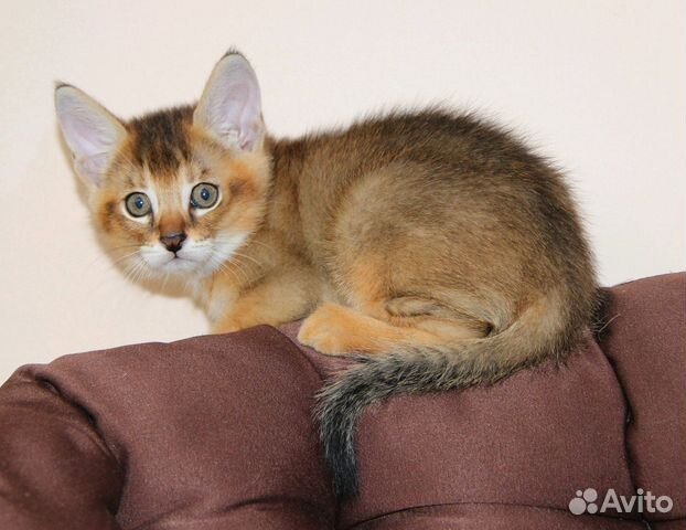 Элитные котята чаузи ф1