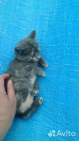 Отдам кошечку