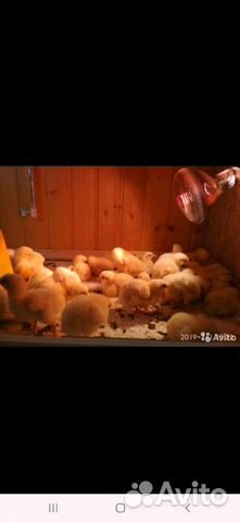 Цыплята бройлеры суточные