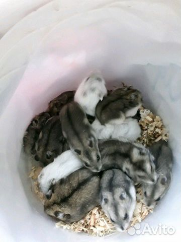 Джунгарский хомяк
