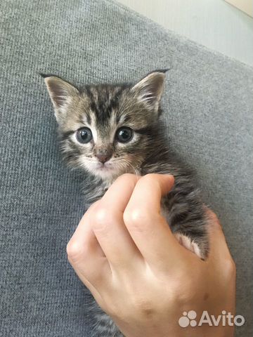 Чудесный котёнок, метис. Ищет дом