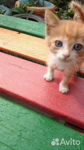 Котёнок