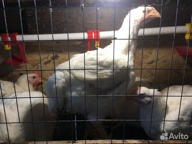 Куры бройлеры