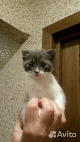 Котята от британского веслоухого кота