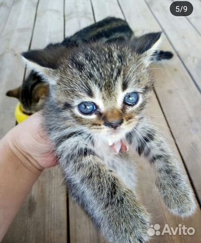 Котята