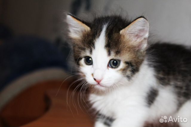 Котёнок пушистый