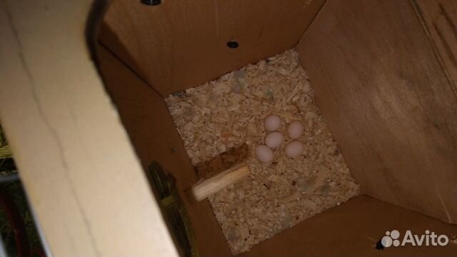 Волнистые попугаи