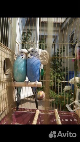 Продам попугаев
