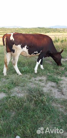 Стельная телка