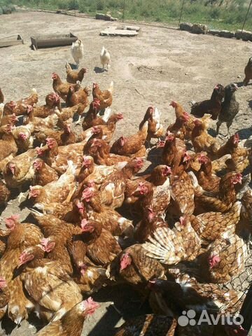 Куры несушки