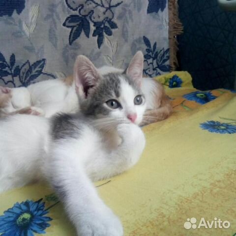 Необыкновенная кошечка Элис