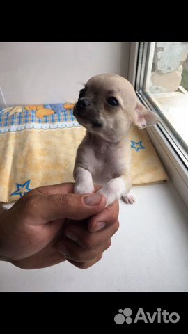 Счастье на ладошке