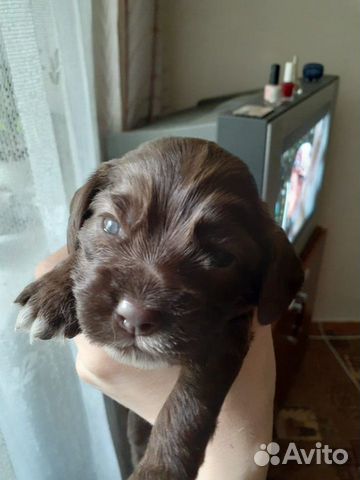 Продам щенков