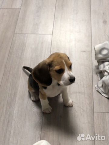Бигль 2,5 месяца девочка красавица