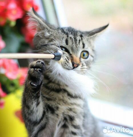 Замурчательный Тигруша