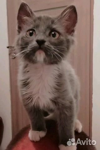 Котенок