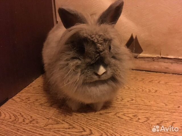 Кролик Алиса