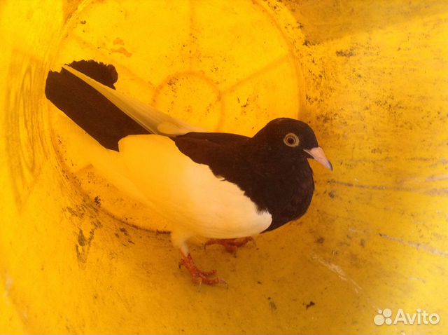 Казанский шпанцерный голубь