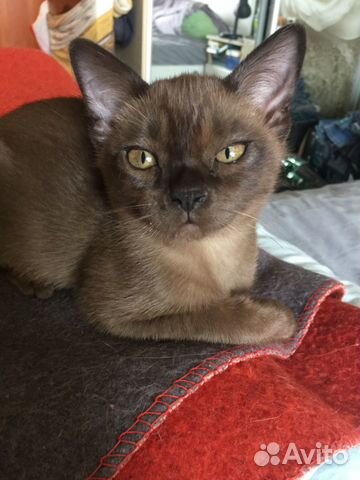 Мальчики Бурмы