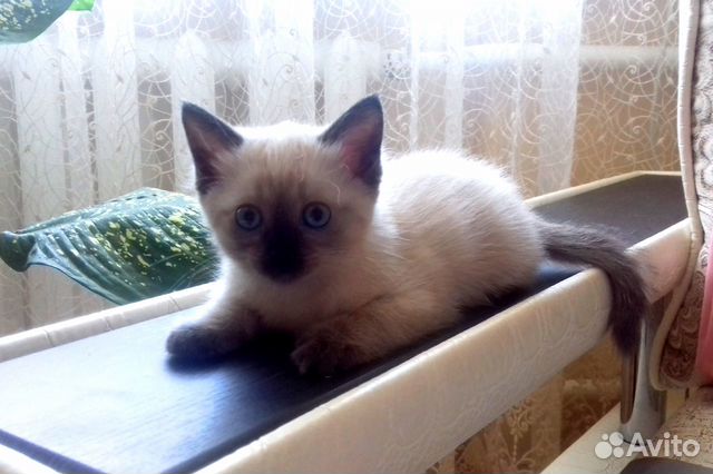 Тайская кошечка