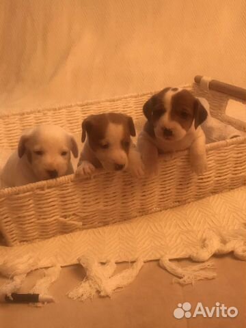 Джек Рассел