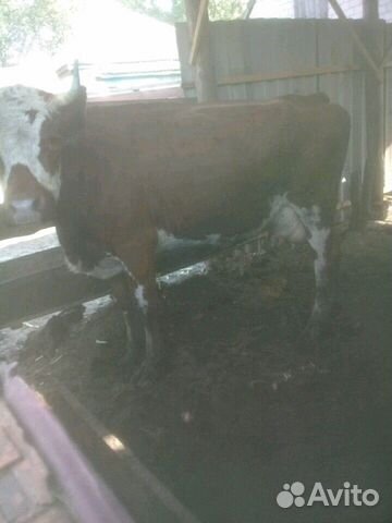 Корова стальная