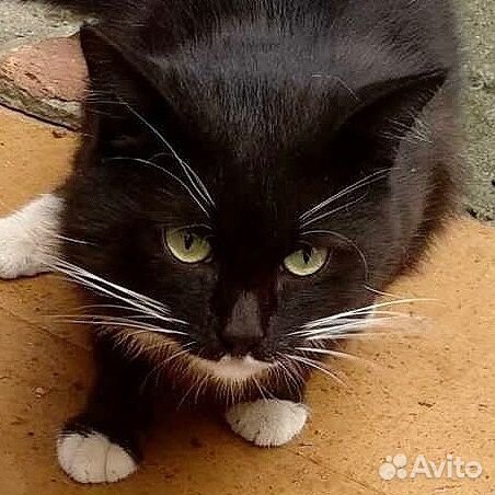 Умирает чёрный котик в добрые руки