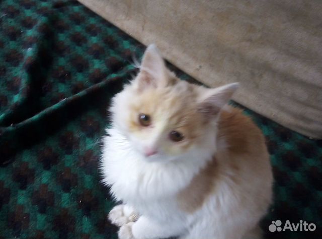 Котёнок Алиса