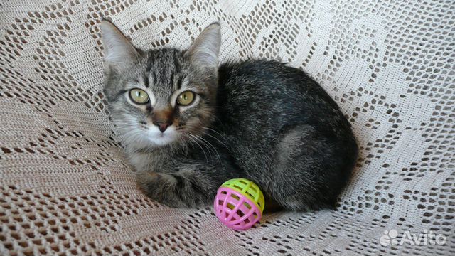 Метис милоты)