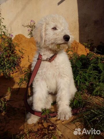 Щенки комондора