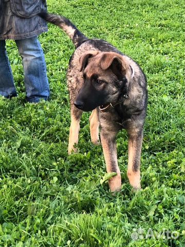 Щенок, метис овчарки, в дар