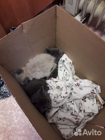 Маленькие котята ищут маму-папу