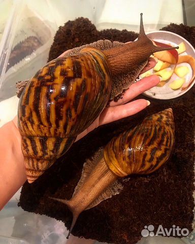 Улитка ахатина ахатина тигр