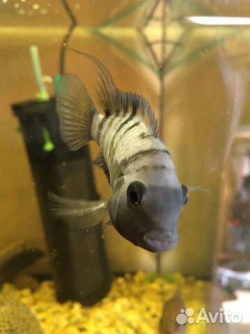 Чернополосая цихлозома