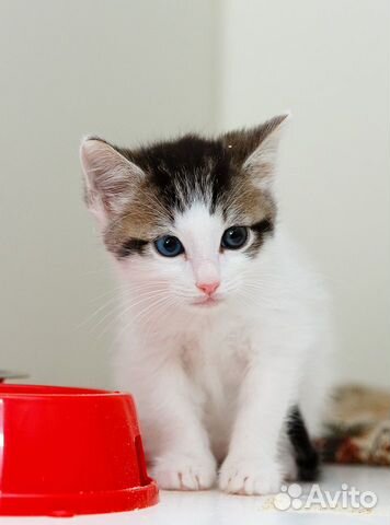 Котенок Лёлик с васильковыми глазами