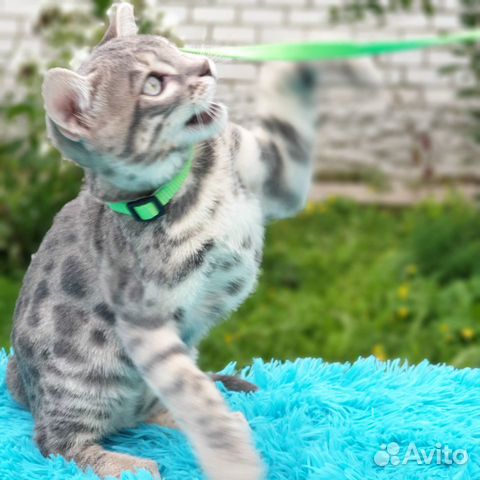 Бенгальские котята