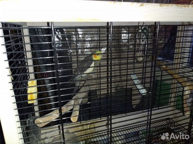 Продаю Кореллу