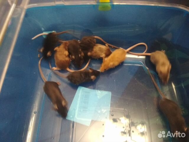 Мышки сатиновые