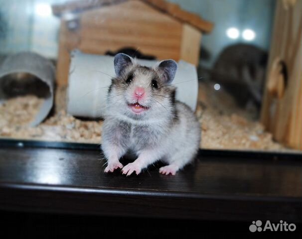 Хомячки -подростки,взрослые