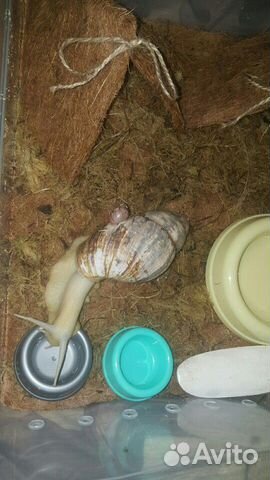 Отдам даром улитку Ахатин