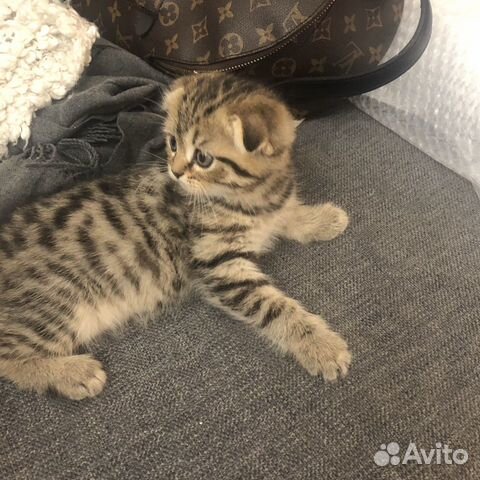 Шотландский котёнок